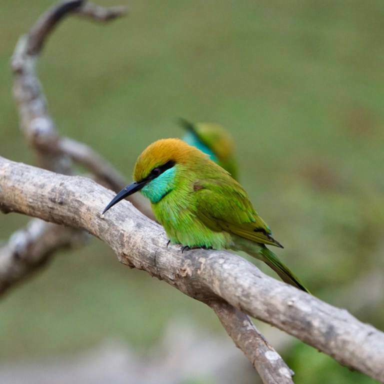 Visit Yala National Park or not? | CITIZEN ON EARTH